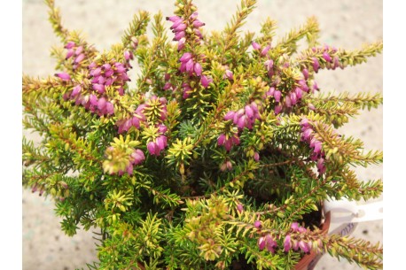 Erica x darleyensis WINTER BELLES® 'Tylou'