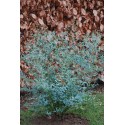 Eucalyptus gunnii FRANCE BLEU® 'Rengun'