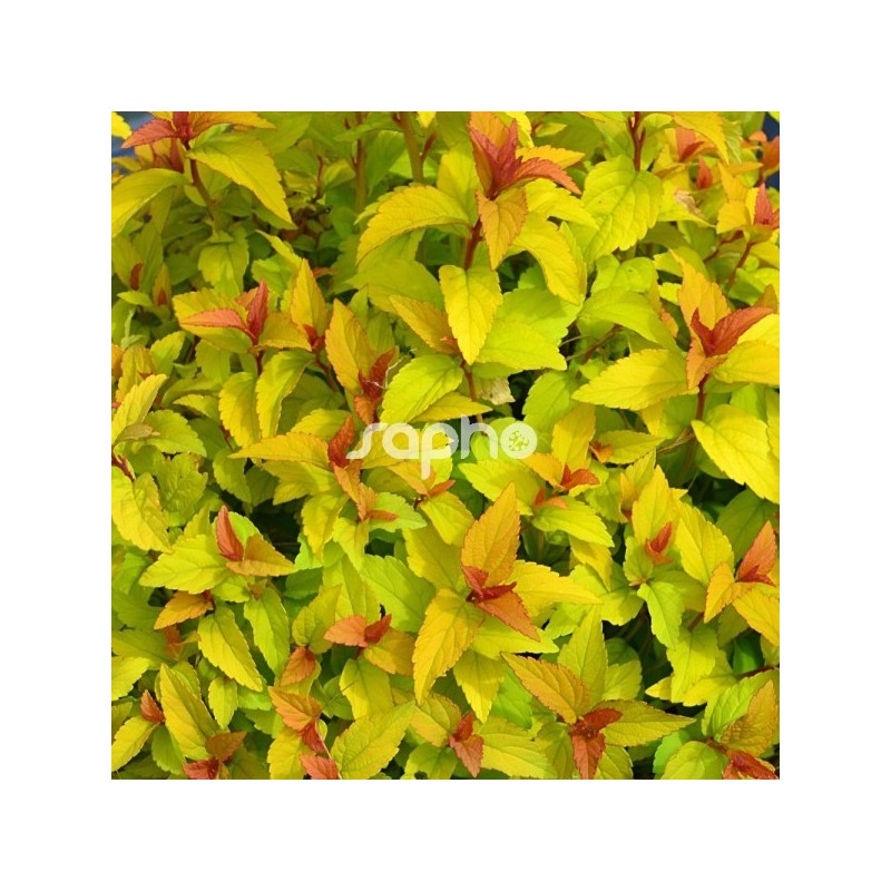 Spiraea japonica MERLO ® Gold 'DAVCOP04'