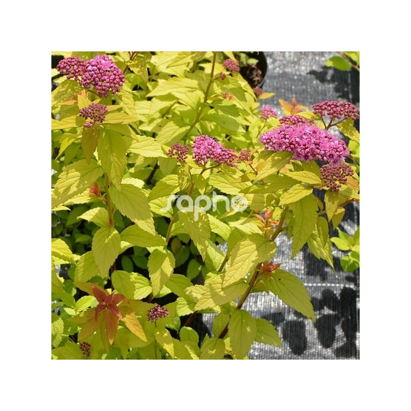 Spiraea japonica MERLO ® Gold 'DAVCOP04'