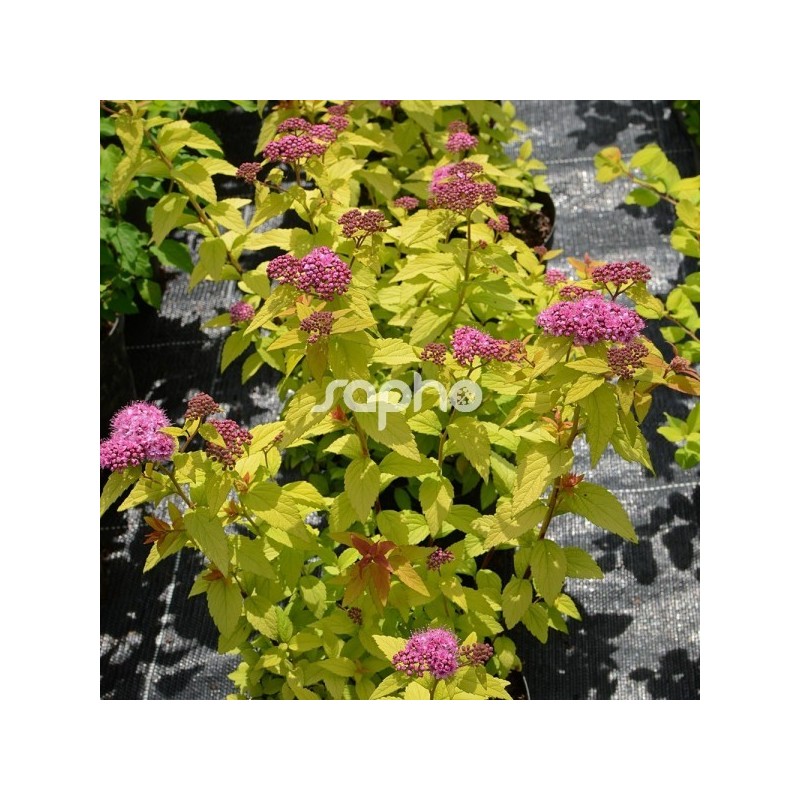 Spiraea japonica MERLO ® Gold 'DAVCOP04'