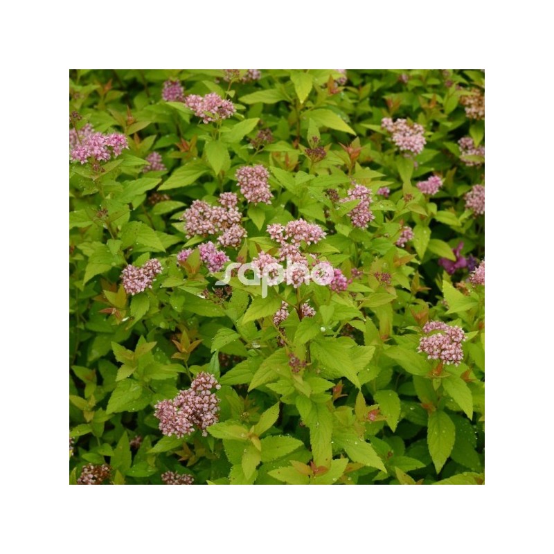 Spiraea japonica MERLO ® Gold 'DAVCOP04'
