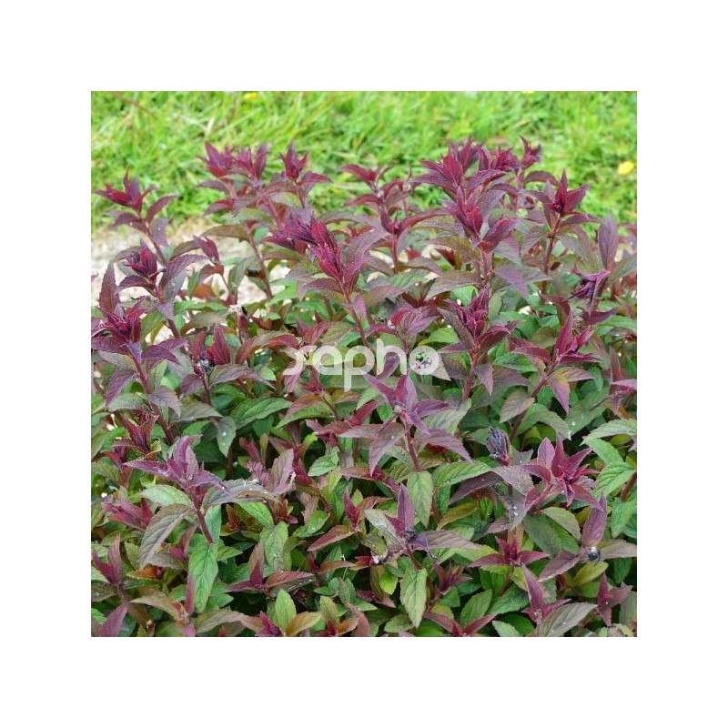 Spiraea japonica MERLO ® Green 'DAVROU01'