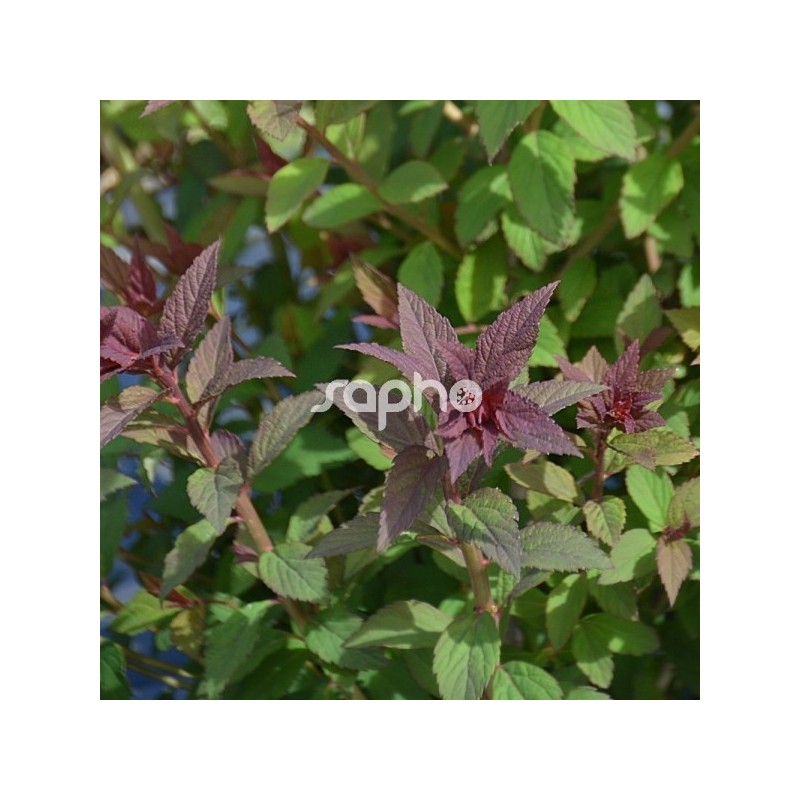 Spiraea japonica MERLO ® Green 'DAVROU01'